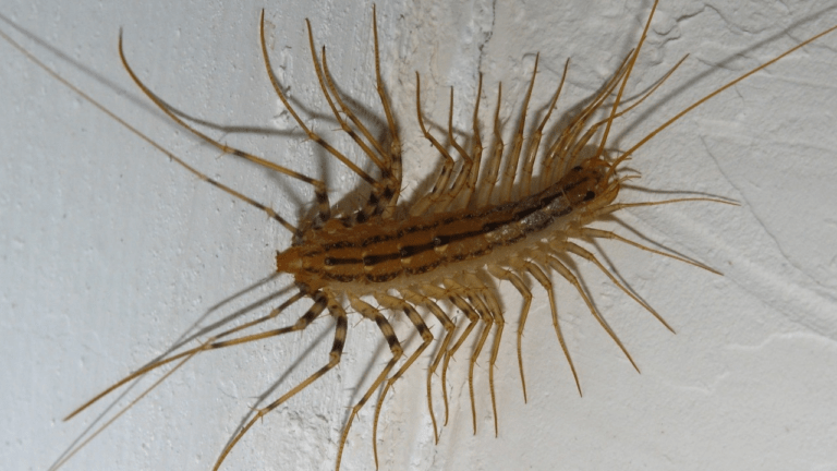 Insetti in casa: identificarli bene per eliminarli