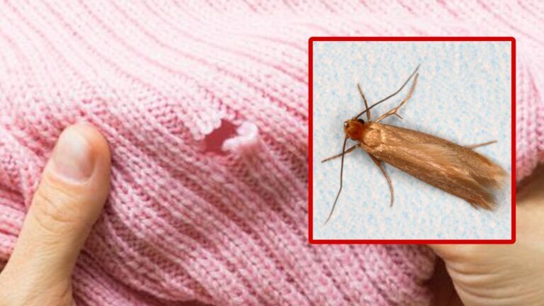 Tarme vestiti, le soluzioni efficaci - Tecnologia e Ambiente