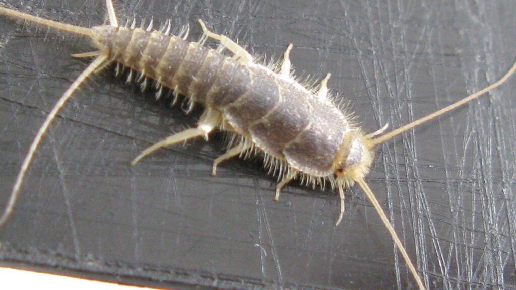 Insetti della polvere 1 - Tecnologia e Ambiente