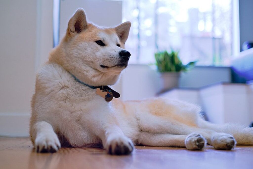 L'akita inu: la razza di cane giapponese noto come Hachiko