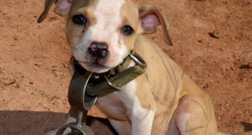 Timmy, salvato dall'allevamento di cani da combattimento