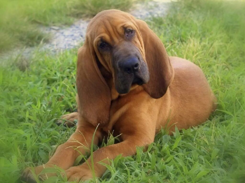 Cane di Saint Hubert o Bloodhound: la razza molecolare per eccellenza