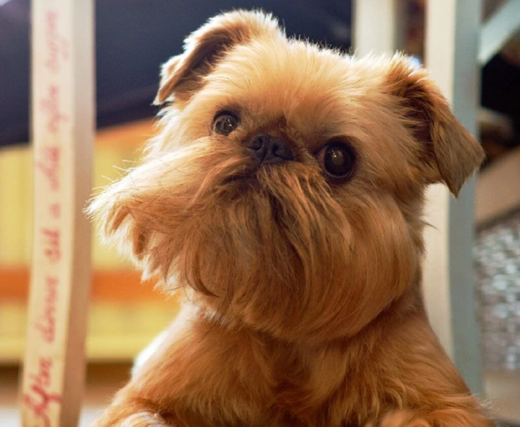 Il Griffone di Bruxelles: quel simpatico cane barbuto