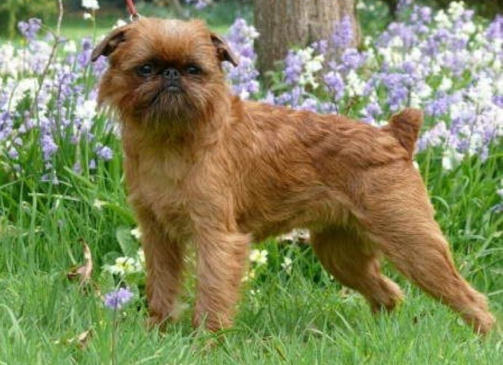 Il Griffone di Bruxelles: quel simpatico cane barbuto