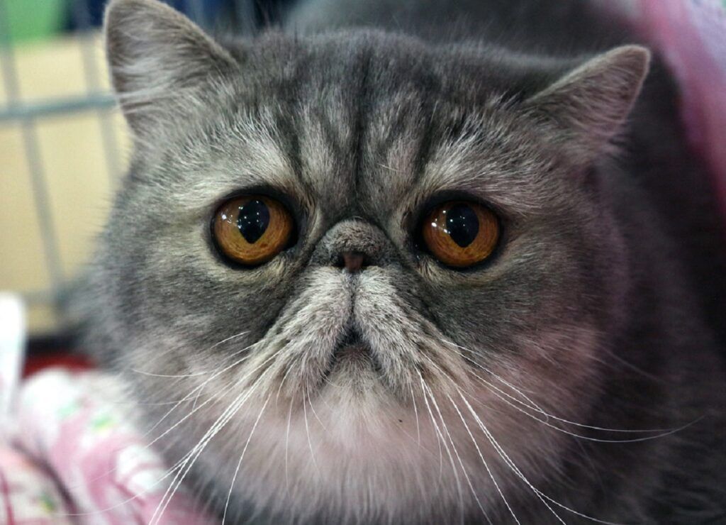Exotic Shorthair: la razza di gatto dalle narici piccole