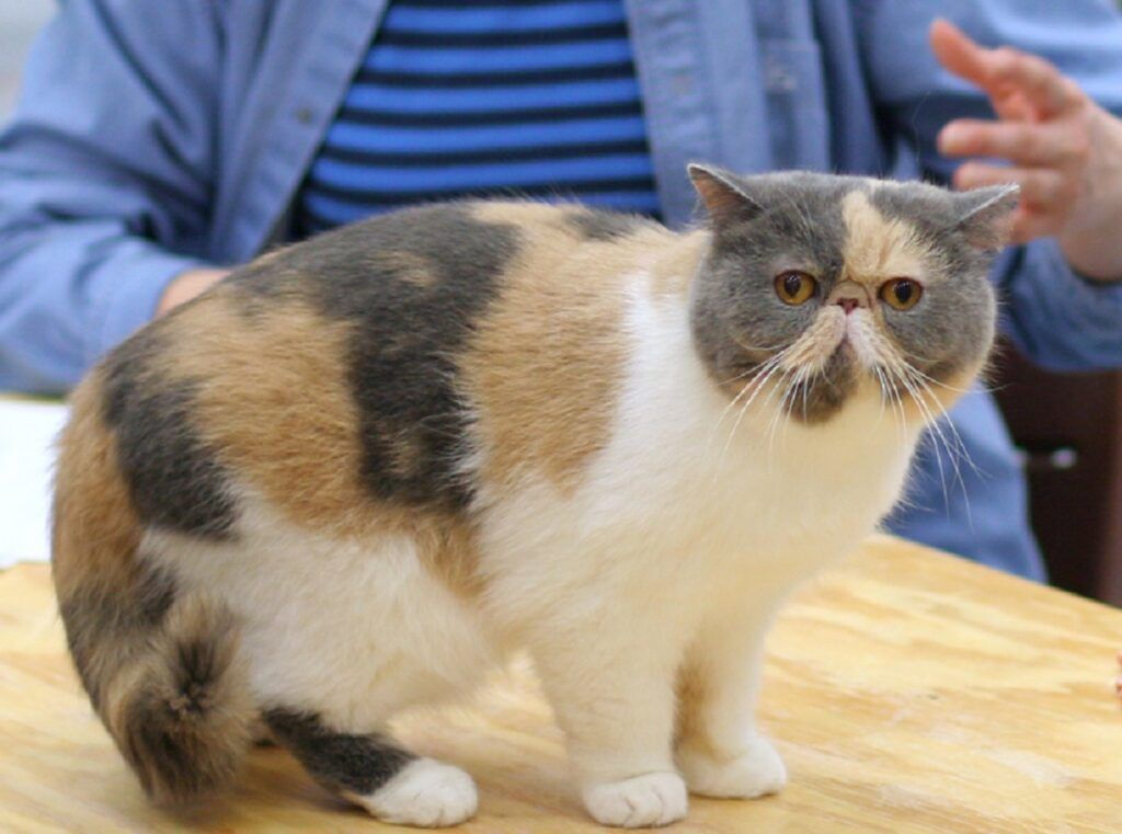 Exotic Shorthair: la razza di gatto dalle narici piccole