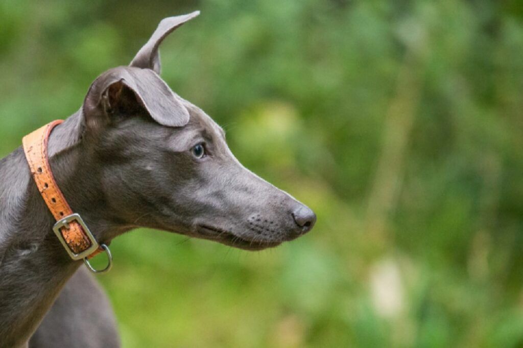 Whippet, il levriero coraggioso: condensato di eleganza e forza