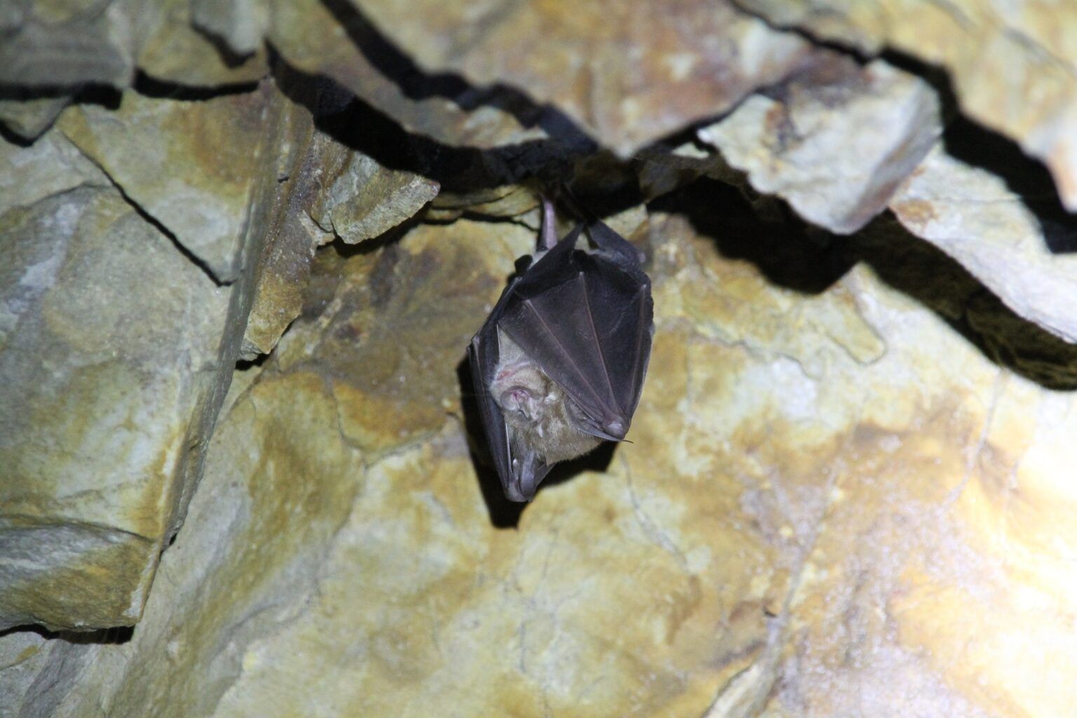Pipistrelli a rischio estinzione: colpa della crisi climatica ...