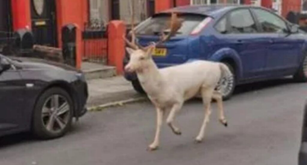 Cervo bianco in giro in città, la polizia lo spara - Tecnologia e Ambiente