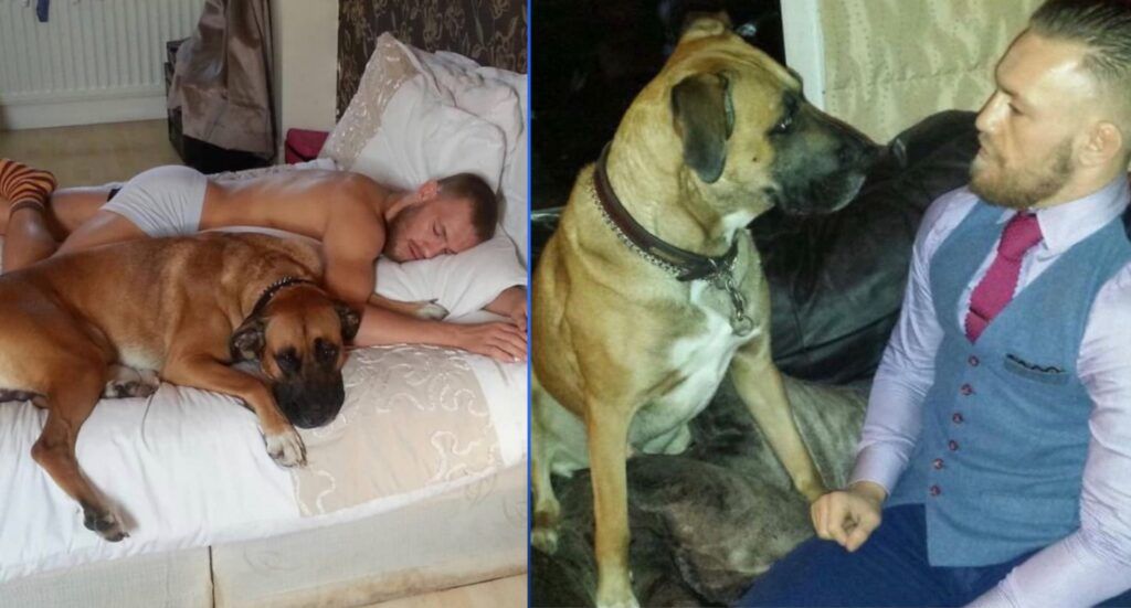 Lutto per Conor McGregor: è morto il cane Hugo - Tecnologia e Ambiente