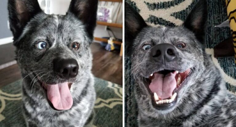 Cane disabile salvato dalla soppressione - Tecnologia e Ambiente