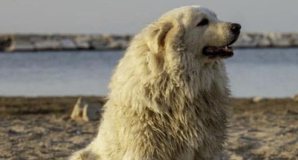Henry, il cane di quartiere di Bari è morto - Tecnologia e Ambiente