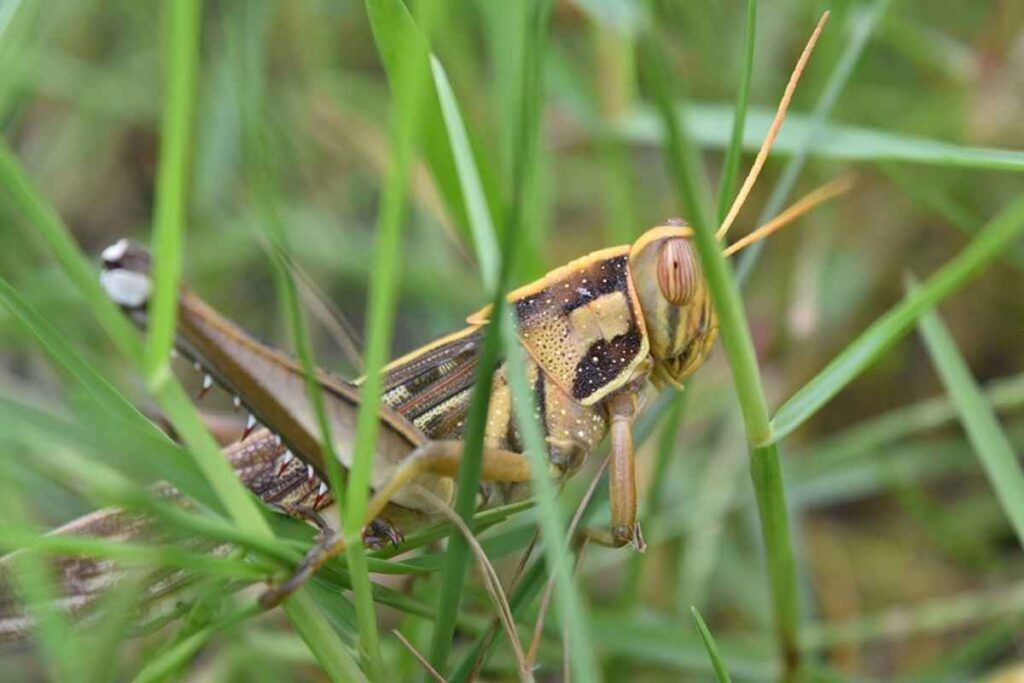 Il clima più caldo favorirà le invasioni di locuste: le conseguenze per ...