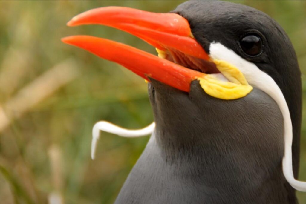 Sterna Inca, lo splendido uccello dai baffi bianchi: le caratteristiche ...